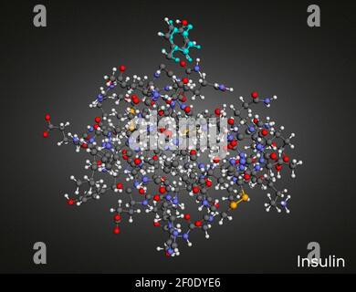 Human Insulin molecule. It is peptide hormone, produced by beta cells ...
