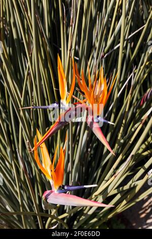 Strelitzias (Bird of paradise flower) at Kirstenbosch botanic gardens ...