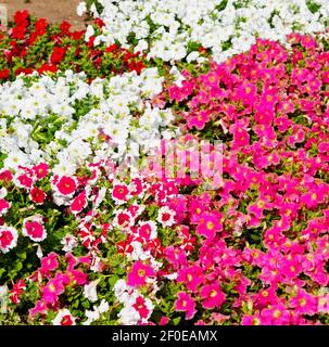 in the spring colors oman flowers and garden Stock Photo - Alamy
