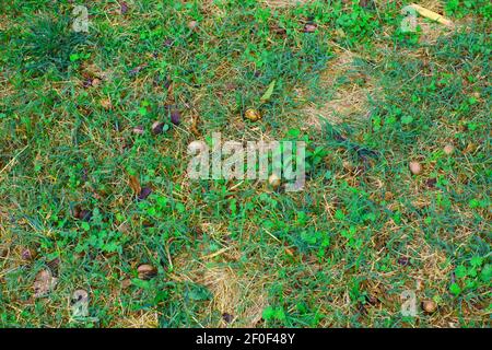Pecans on the ground for harvest at the end of spring Stock Photo - Alamy