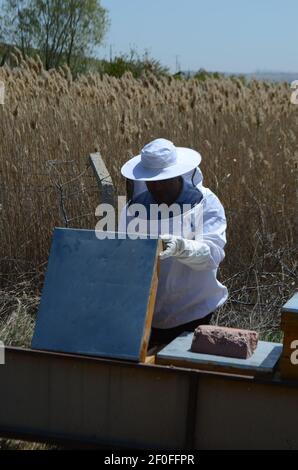 Ankara, Turkey - 2018: The beekeeper works with bees and beehives on ...