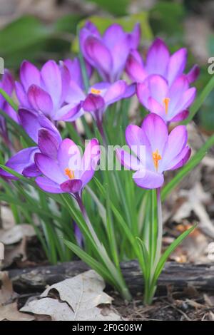 Blooming crocus flowers under the trees at the botanical garden of ...