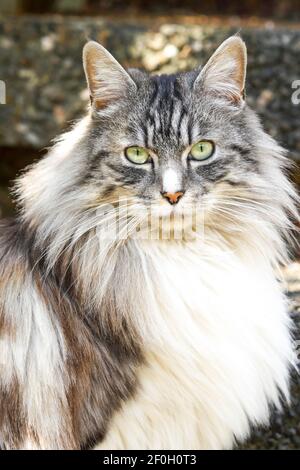 European domestic cat, Lyon, France Stock Photo - Alamy