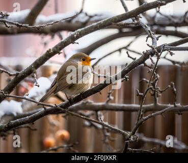 A Robin on apple tree branch, Worcestershire Stock Photo - Alamy