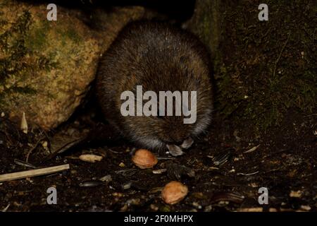 Field Vole in Norway Stock Photo - Alamy