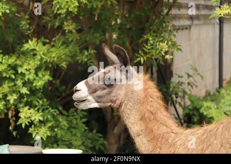 An angry alpaca glaring in the distance looking as if he's preparing to ...