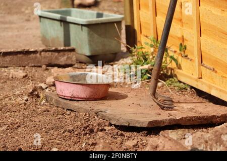 Single plant shoots growing out of a scrabbly front yard Stock Photo ...