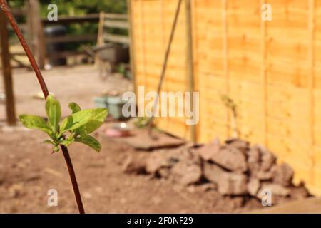 Single plant shoots growing out of a scrabbly front yard Stock Photo ...