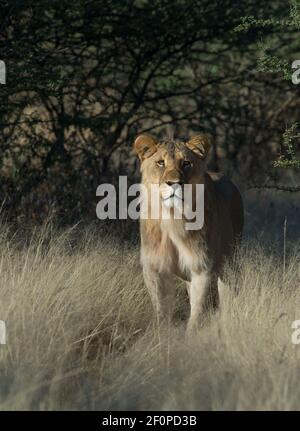 Female African Lion head shot Stock Photo - Alamy