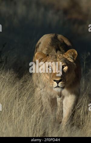 Female African Lion head shot Stock Photo - Alamy