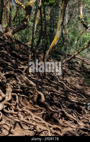 Exposed roots of an old tree at Guna Caves, Kodaikanal, Tamil Nadu ...
