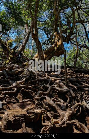 Exposed roots of an old tree at Guna Caves, Kodaikanal, Tamil Nadu ...
