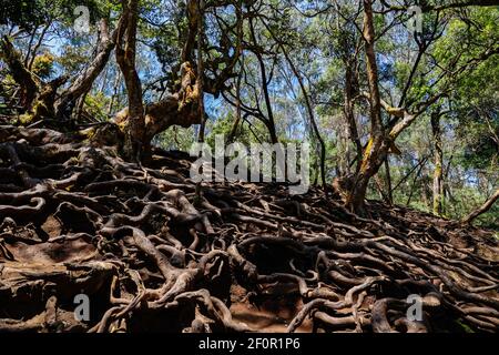 Exposed roots of an old tree at Guna Caves, Kodaikanal, Tamil Nadu ...