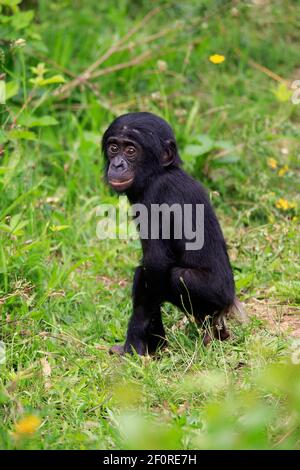 BONOBO or PYGMY CHIMPANZEE Pan paniscus female (nb Females have ...