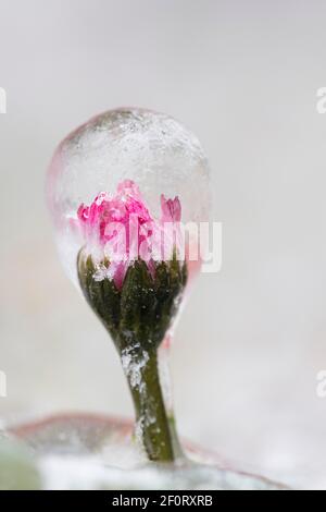 Daisy enclosed by ice after freezing rain, Austria Stock Photo - Alamy