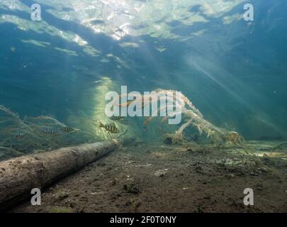 School of perch swimming in clear turquoise water Stock Photo - Alamy