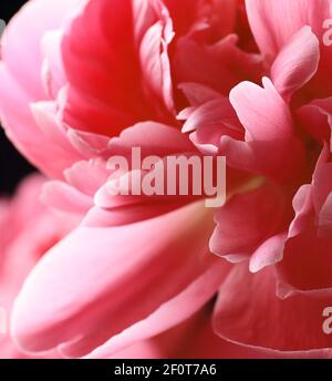 Mood-boosting color concept, colorful wooden multi-colored clothespins ...