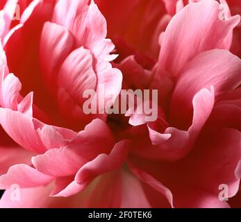 Mood-boosting color concept, colorful wooden multi-colored clothespins ...