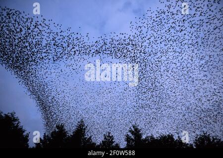 Melton Mowbray, Leicestershire, UK. 7th March 2021. A murmuration of ...