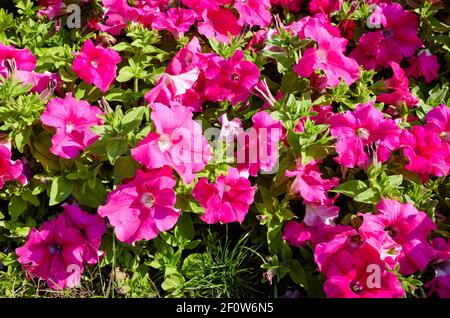 Common Name: Petunia. Scientific Name: Petunia x hybrida Stock Photo ...