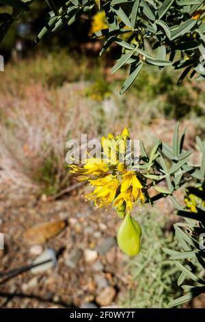 Bladderpod ( Peritoma arborea ) also known by the common names burrofat ...