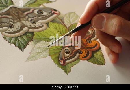 RICHARD LEWINGTON AT WORK IN HIS STUDIO, AN ELEPHANT HAWK MOTH WITH HIS ...