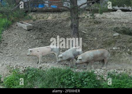 Three pigs look for something to eat under a tree Stock Photo - Alamy