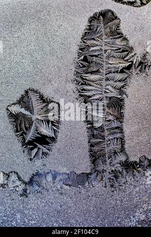 Intricate ice crystals growing on a window pane in winter in Michigan ...