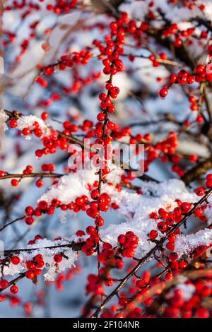 Red berries under the snow on Christmas time in Canada Stock Photo - Alamy