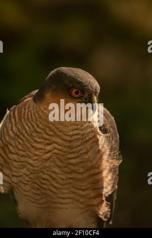 Sparrow Hawk portrait Stock Photo - Alamy
