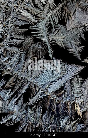 Intricate ice crystals growing on a window pane in winter in Michigan ...
