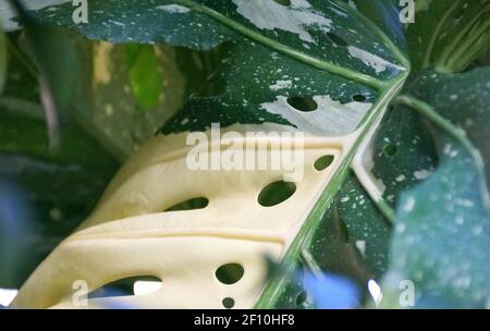 Variegated Monstera deliciosa leaf, close up Stock Photo - Alamy