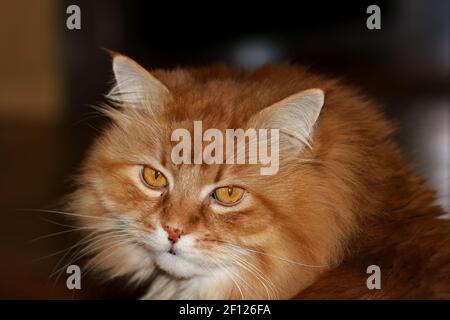 Portrait of gorgeous orange ginger fluffy longhair mongrel cat kitten ...