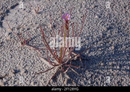 Thread-leaved Sundew, Florida Red version (Drosera filiformis var ...
