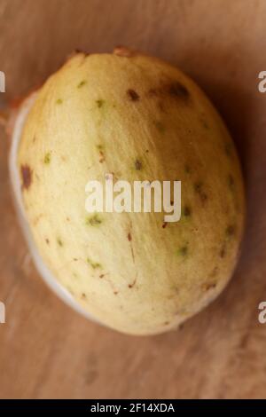 Langsat (Lansium domesticum) fruits, Thailand Stock Photo - Alamy