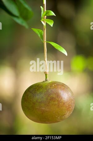 Vietnam fruit, milk fruit or star apple or Vu Sua, is special farm ...