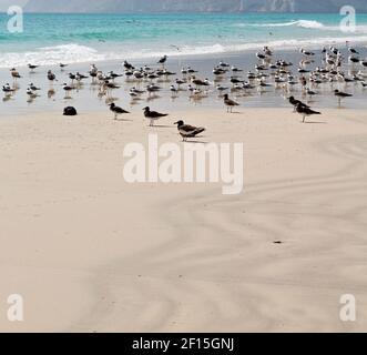 the mountain and sea seagull full in the oman coastline of salalah ...