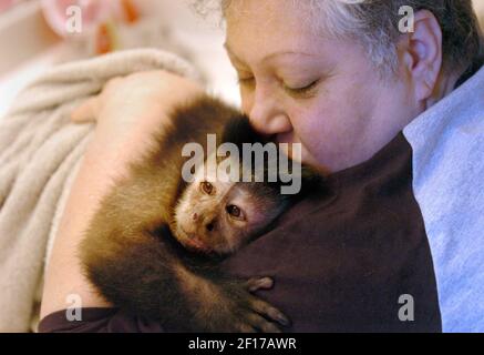 Linda Brown, a quadriplegic, has her Helping Hands capuchin monkey ...