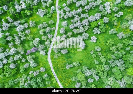 Aerial view of blooming garden with white blossoming trees in early ...