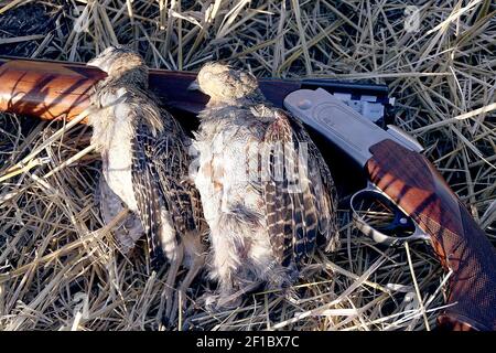 Gray partridge, Hungarian partridge, Birds of North America, Birds ...