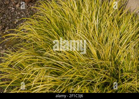 Acorus gramineus, sweet flag Stock Photo - Alamy