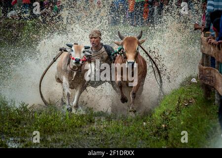 The pacu jawi "bull race" is a traditional bull race in West Sumatra ...