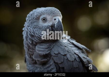 Congo African Grey parrot and Yellow crowned Amazon on rope Stock Photo ...