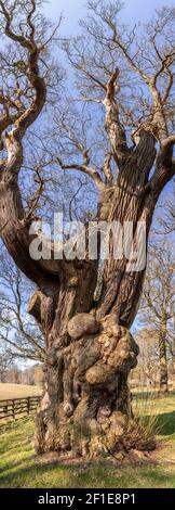 Large ancient tree at Gwysaney, near Mold, North Wales Stock Photo - Alamy