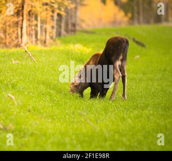 Newborn Moose Calf Feeding On Grass Alaska Wilderness Stock Photo - Alamy