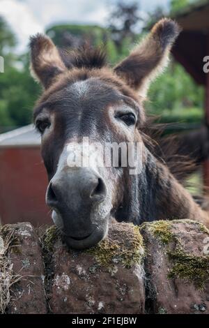 Donkey peering over stone wall Stock Photo - Alamy