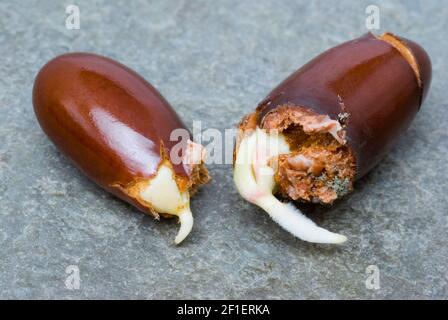 Lychee seed germinating Stock Photo - Alamy