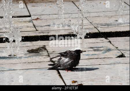Pigeon chilling himself in fountain water in hot day. Paris, France ...