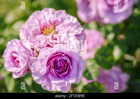 Colorful, beautiful, delicate rose in the garden. Pink roses in the ...