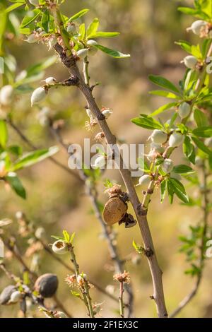 Almond tree blooming on spring Stock Photo - Alamy